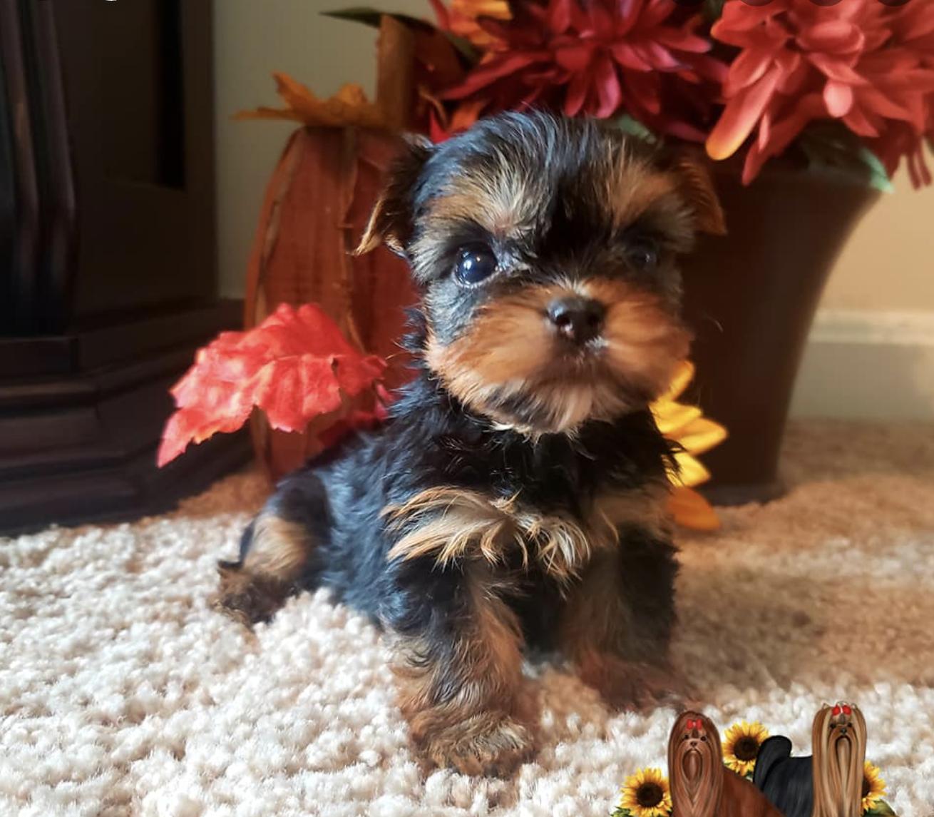 Sunflower Yorkies in Maryland | Yorkshire Terrier puppies | Good Dog