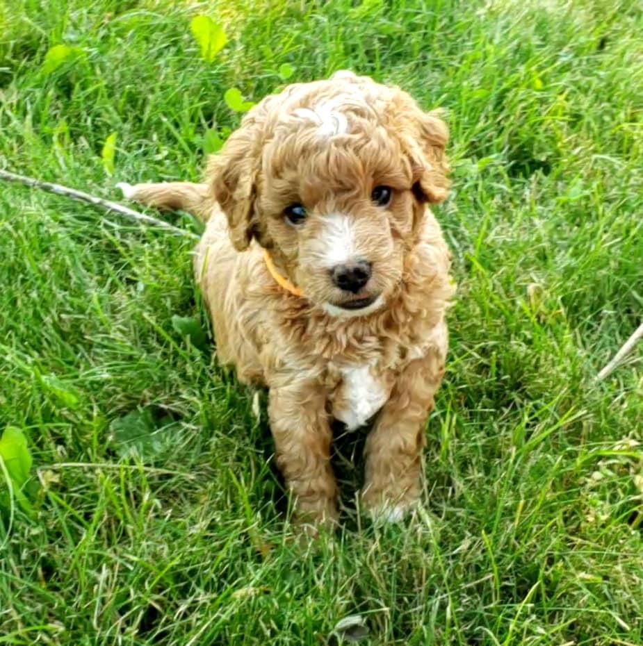 Kinzor Kennels in Wisconsin | Goldendoodle, Poodle or Shichon puppies ...