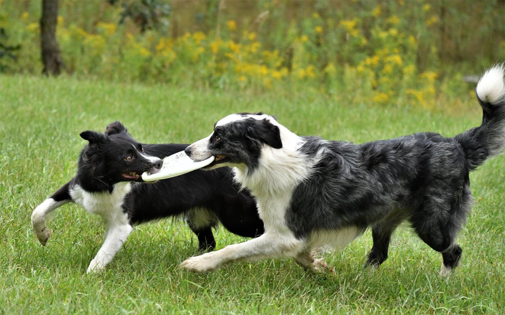 Our Gang BorderCollies in Wisconsin | Border Collie puppies | Good Dog