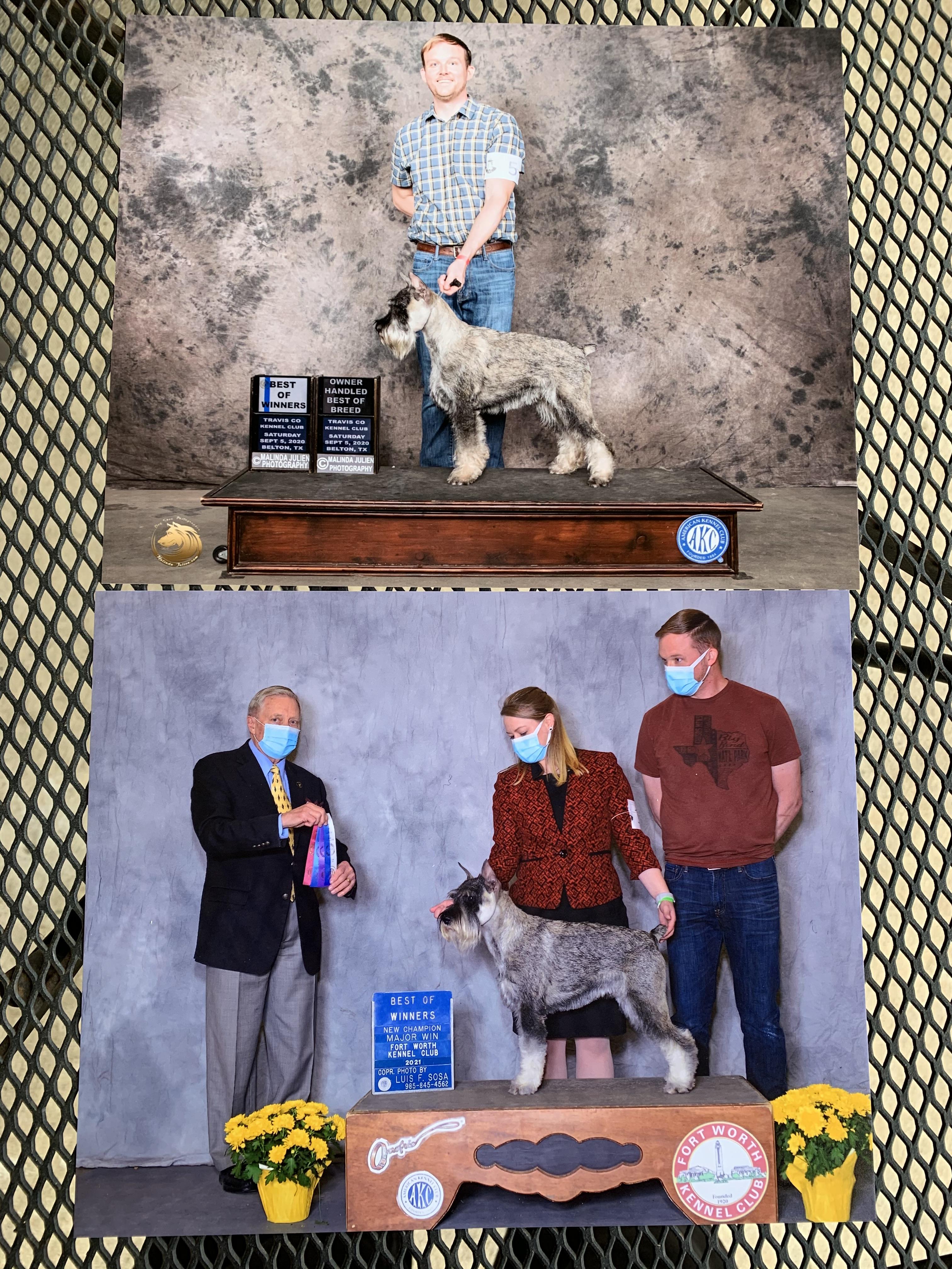 Beaucoup Standard Schnauzers in Texas | Standard Schnauzer puppies ...