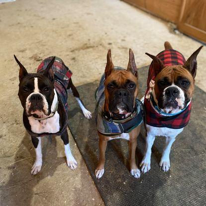 Double Tide Boxers in Maine | Boxer puppies | Good Dog