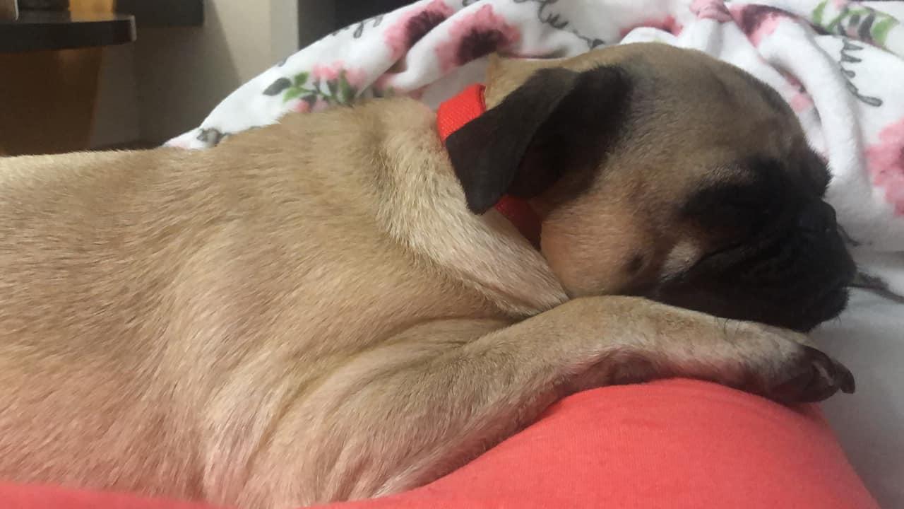 Velma's Pugs in California | Pug puppies | Good Dog