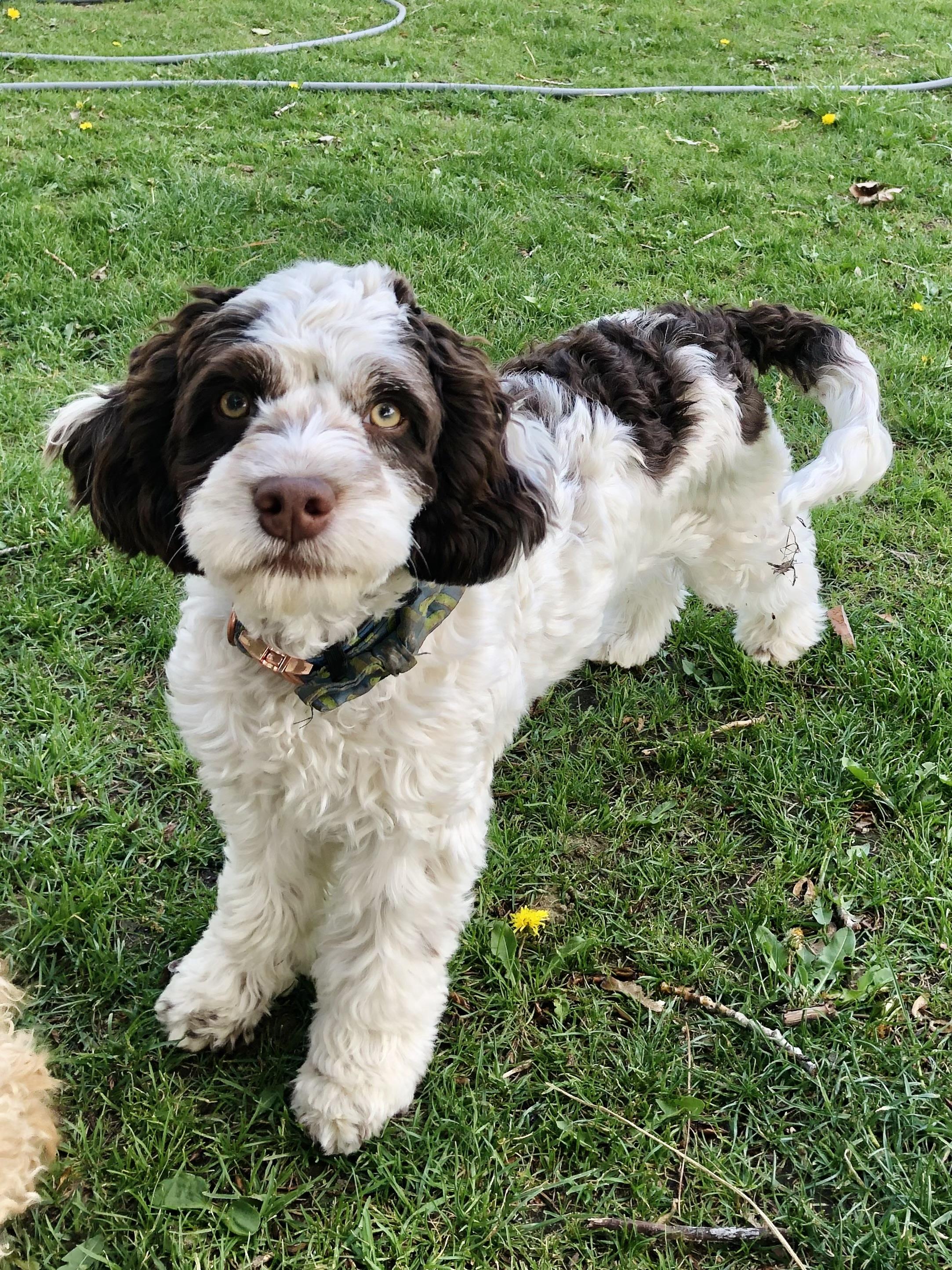 Paradise Cockers in Utah | Cockapoo and Cocker Spaniel puppies | Good Dog
