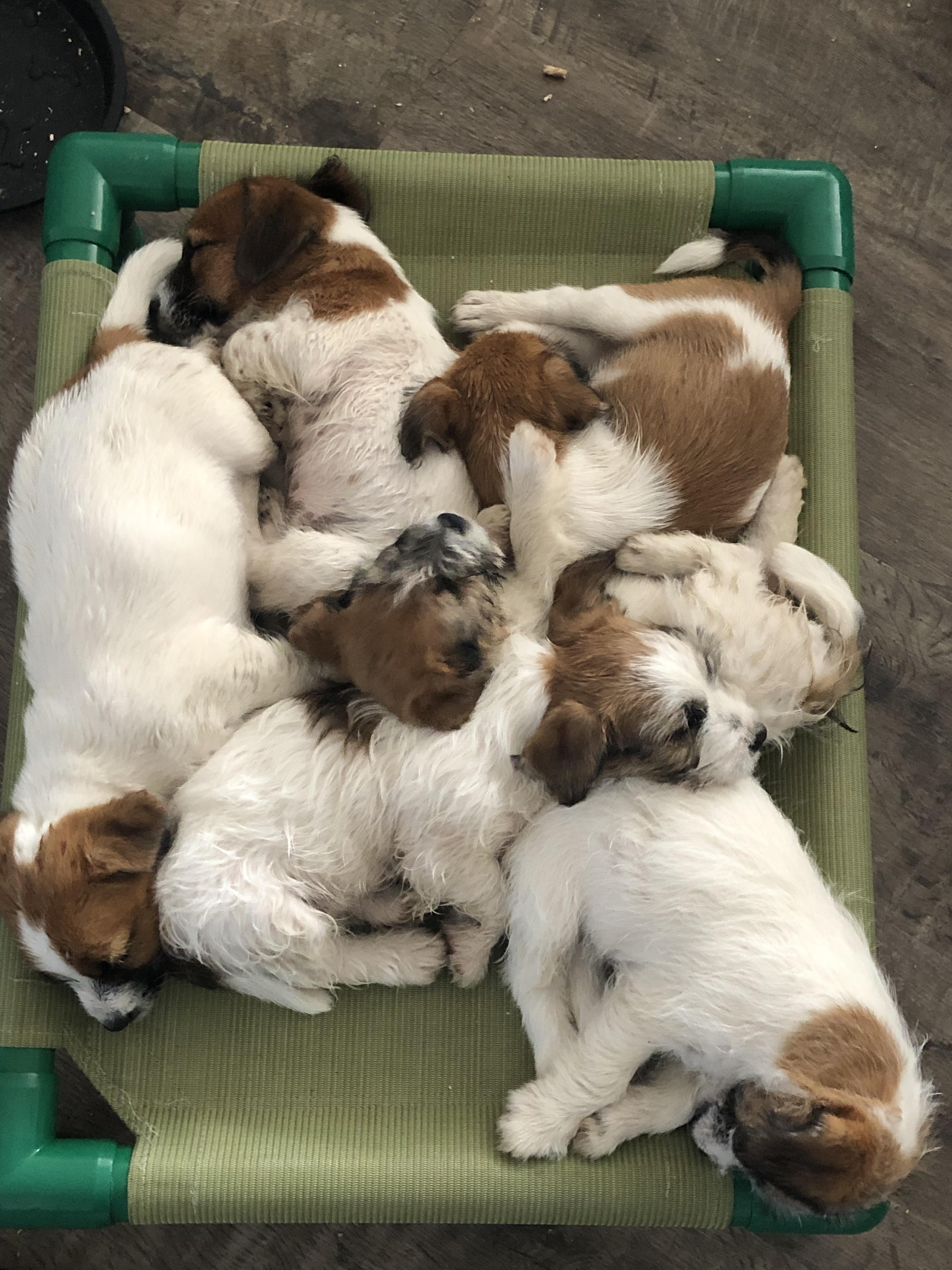 Wintegrity Russell Terriers & Irish Red and White Setters in California ...