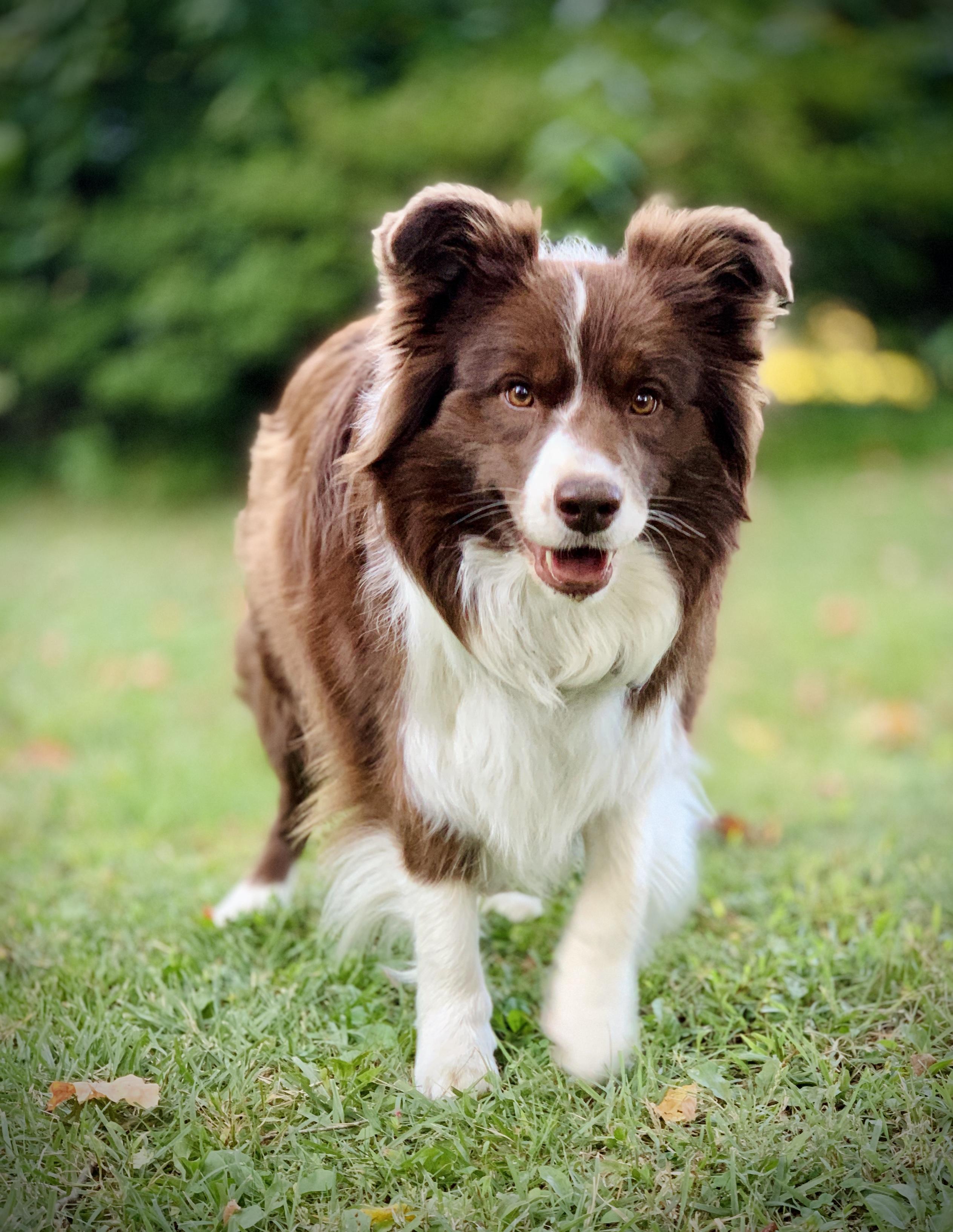 Beloved Bearded & Border Collies in Pennsylvania | Bearded Collie and ...