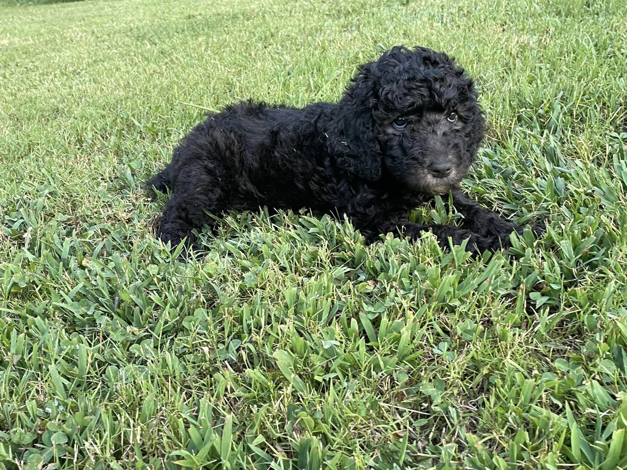 Fancy Poodles in Alabama | Poodle puppies | Good Dog