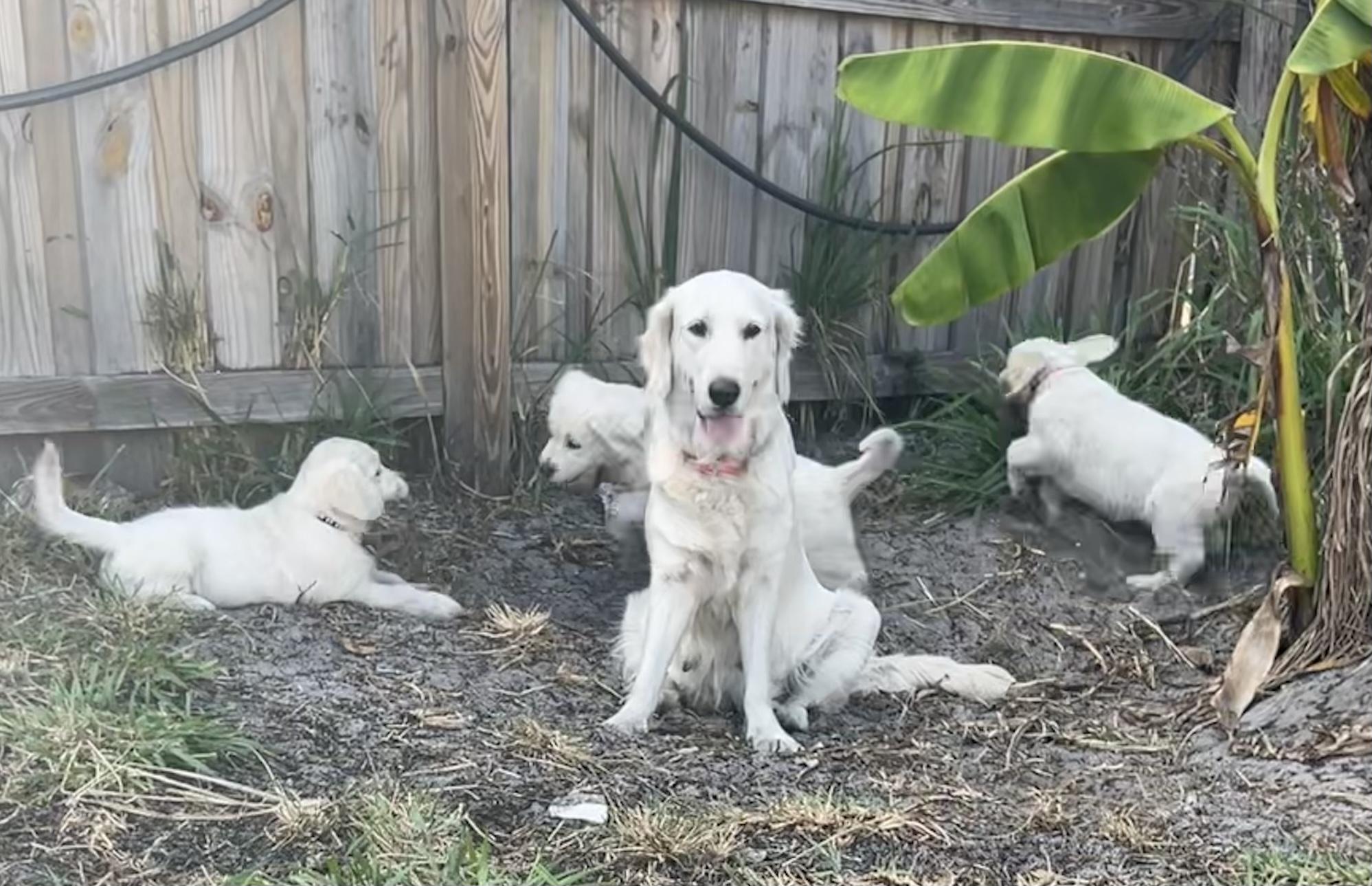Golden Nebulae’s Retrievers in Florida | Golden Retriever puppies ...