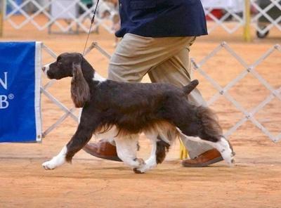 Coastal English Springers in Missouri | English Springer Spaniel ...