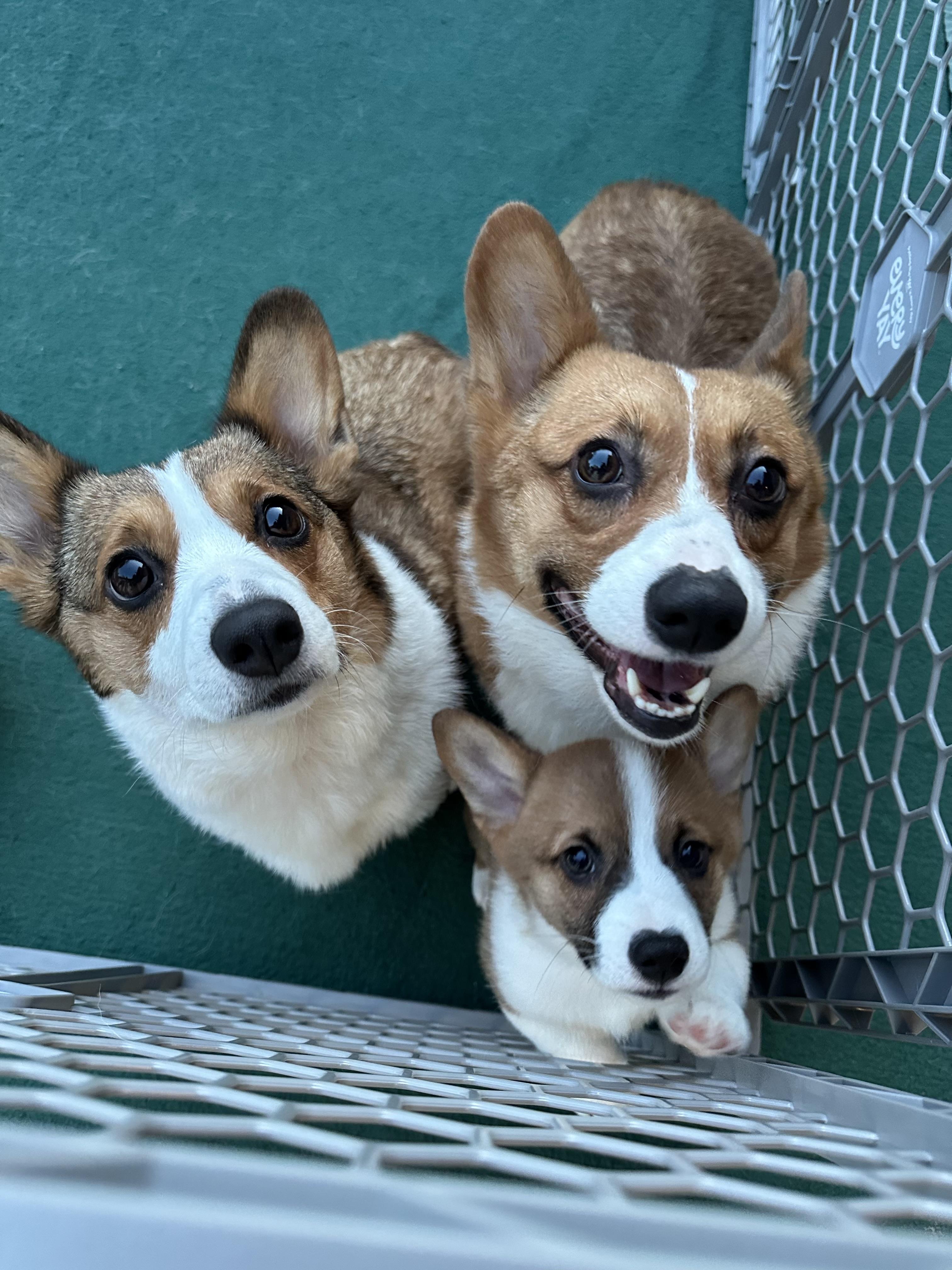 Honey Loaf Corgis in California | Pembroke Welsh Corgi puppies | Good Dog