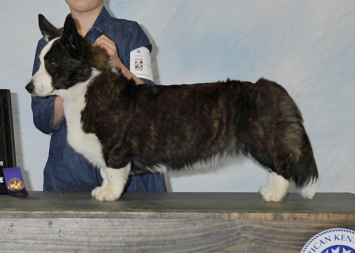 McOwen Kennels in Washington | Cardigan Welsh Corgi and Great Dane ...