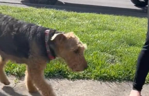 Joandrea’s Airedales in Kentucky | Airedale Terrier puppies | Good Dog