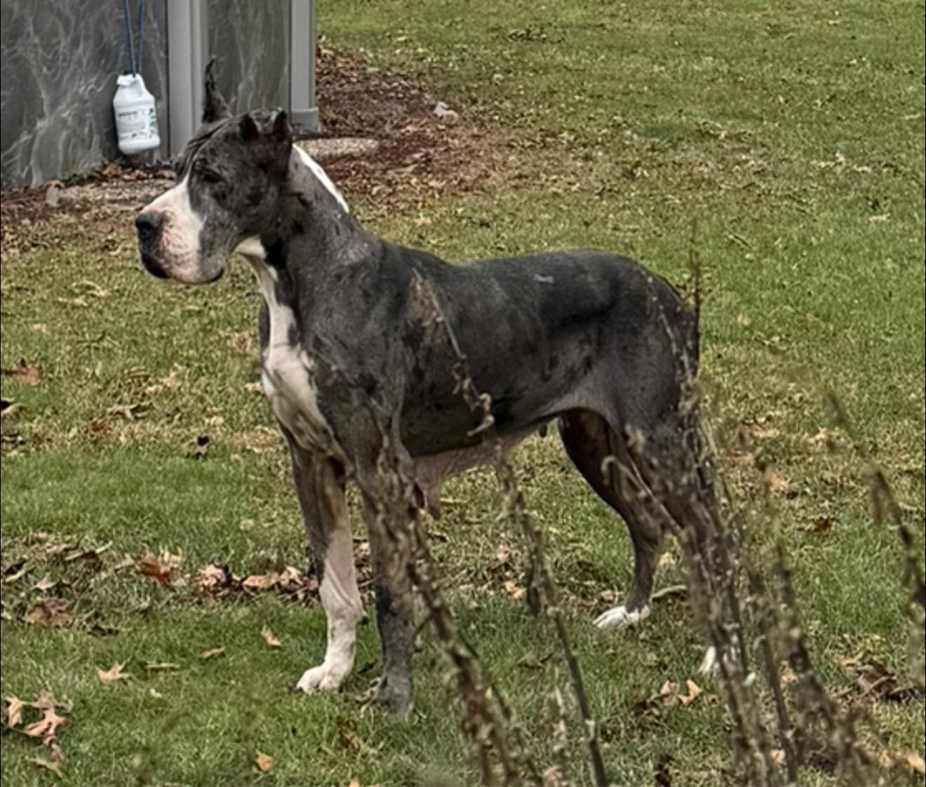 Rough Diamond Danes in Indiana | Great Dane puppies | Good Dog