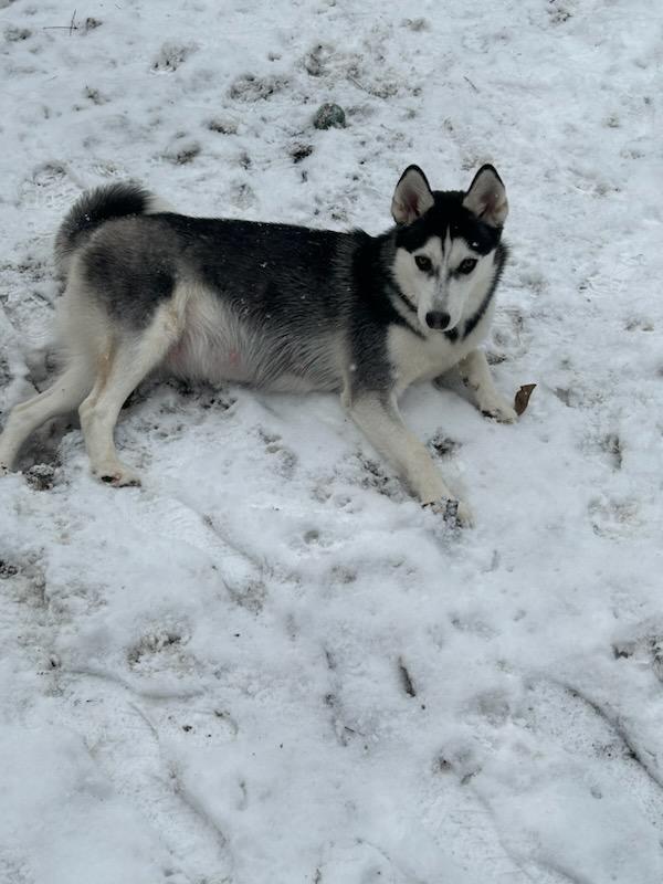 Dave’s Huskies in Michigan | Siberian Husky puppies | Good Dog