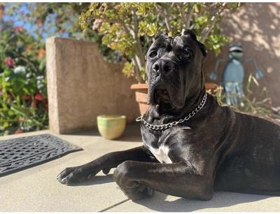Lisa Day's Cane Corso in California | Cane Corso puppies | Good Dog