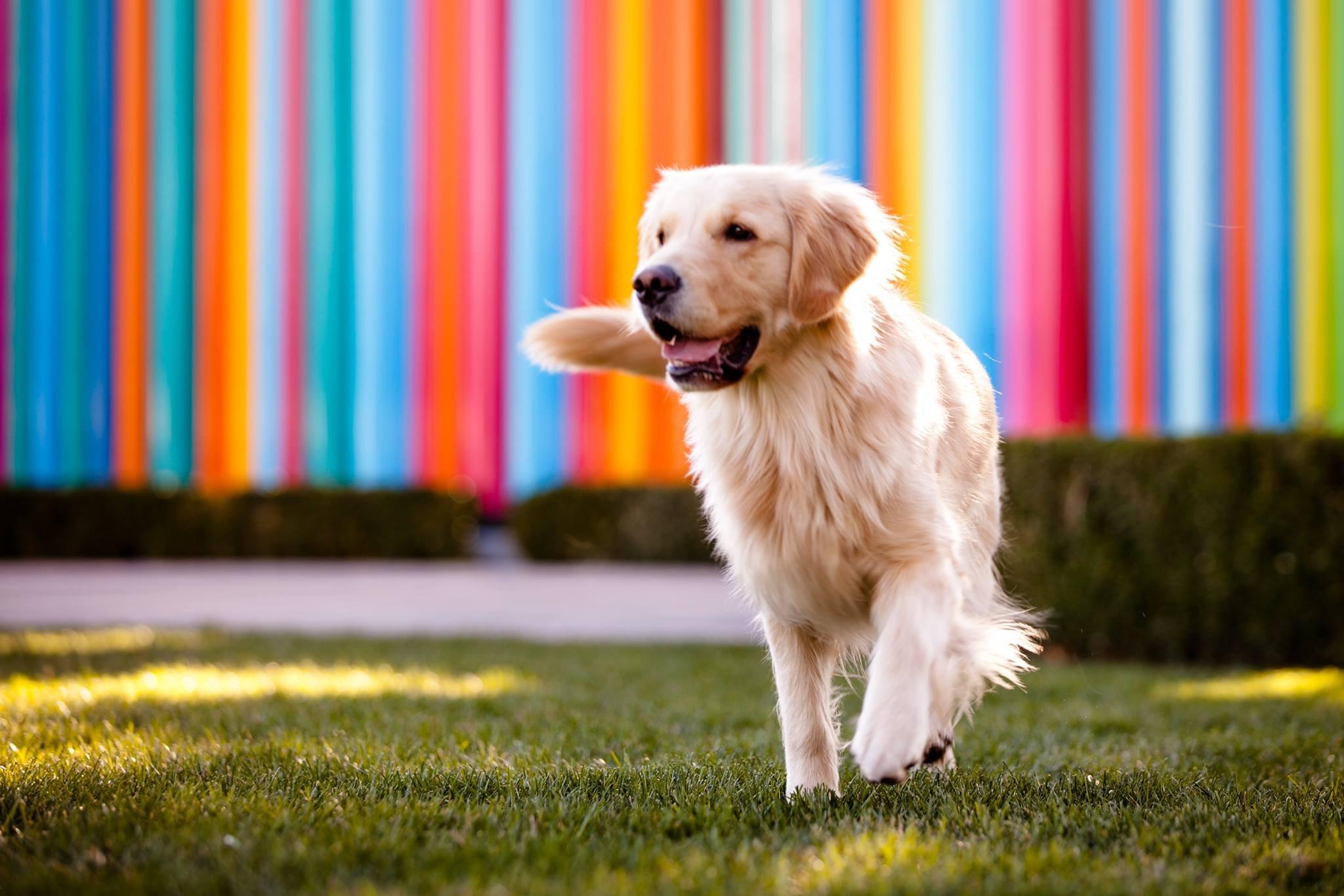 Liberty Golden Retrievers in Pennsylvania | Golden Retriever puppies ...
