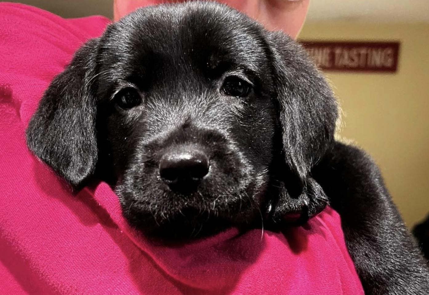 Lynn Valley Labradors in Ohio | Labrador Retriever and Dilute Retriever ...