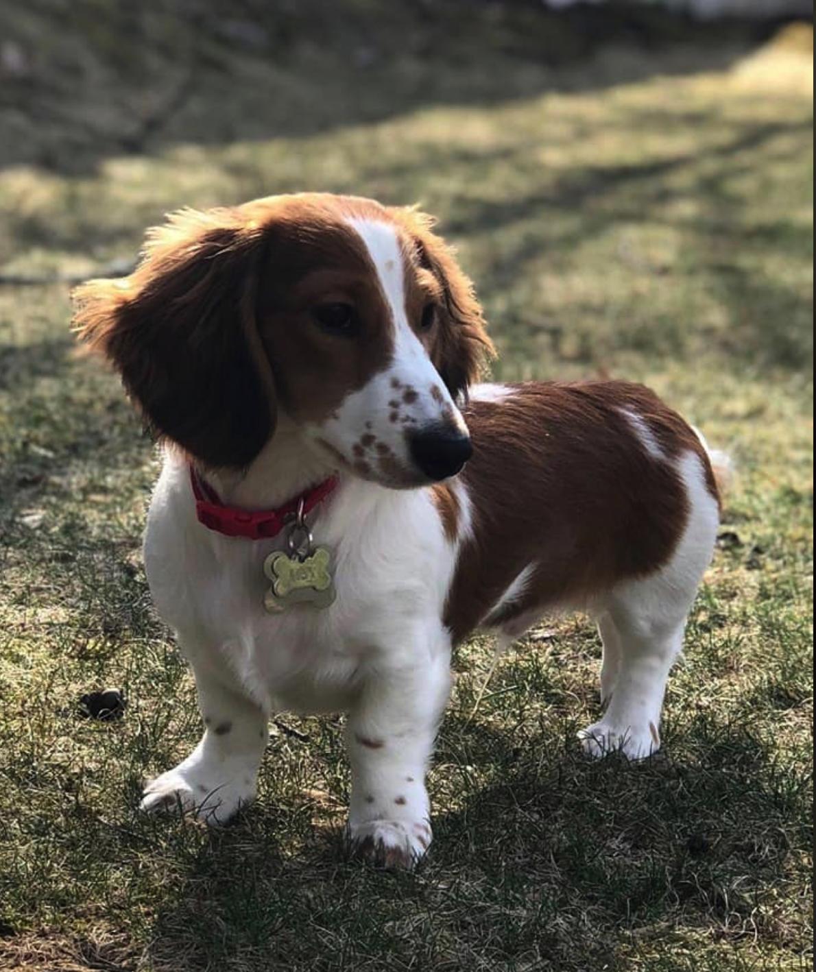 Infinity Dachshunds in New York | Dachshund puppies | Good Dog