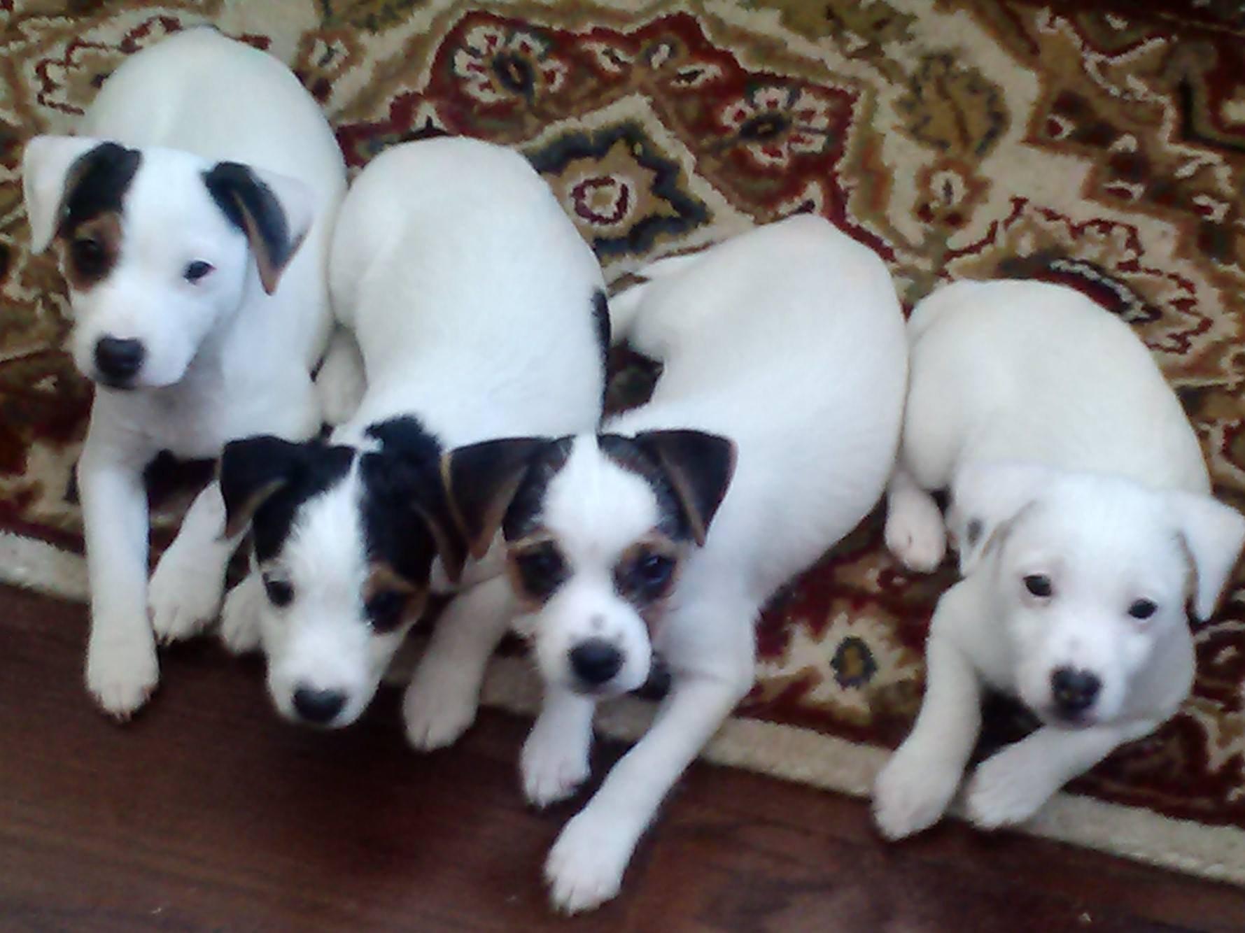 James River Jack Russell Terriers in Virginia | Jack Russell Terrier ...