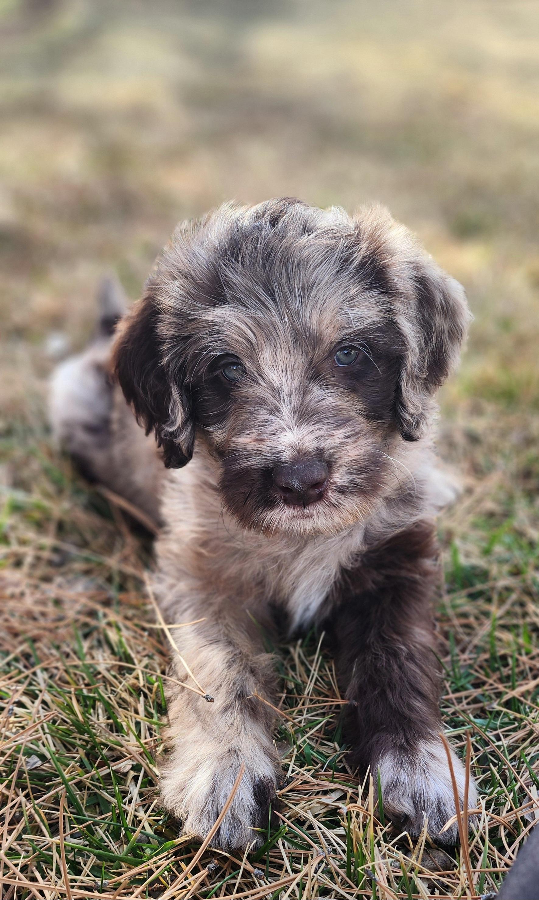 Raising Aces Puppies in Colorado | Labradoodle puppies | Good Dog
