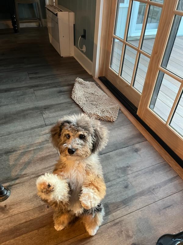 Willow-Be Doodles in Pennsylvania | Bernedoodle and Irish Doodle ...