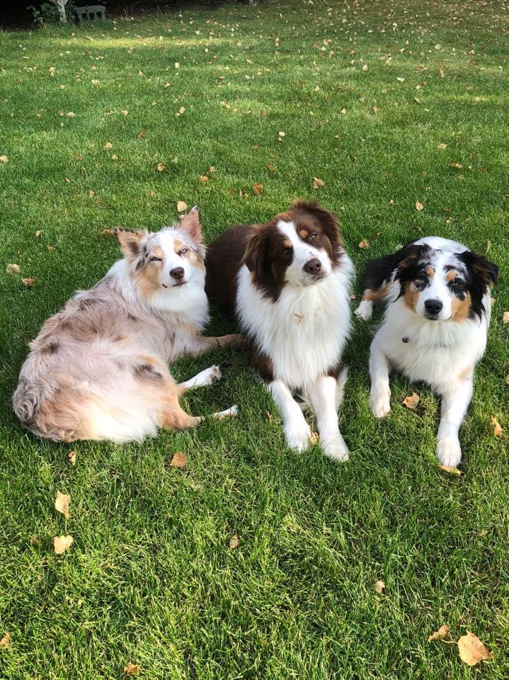 Midnight Sun Aussies in Alaska | Australian Shepherd puppies | Good Dog