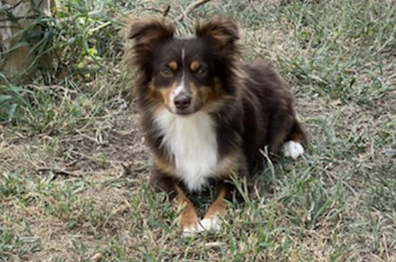 Flying H Mini Aussies in Kansas | Miniature Australian Shepherd puppies ...