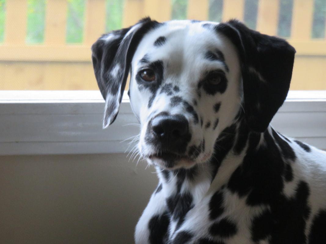 Batik Dalmatians in Michigan | Dalmatian puppies | Good Dog