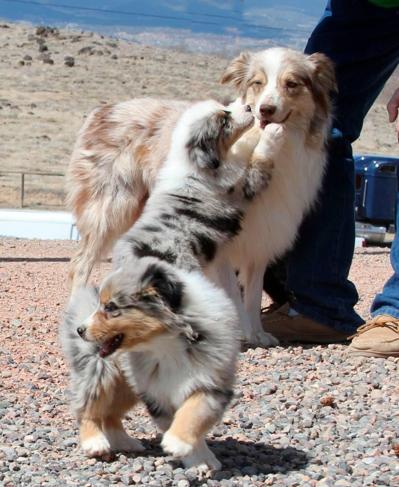 Rod's Pups in Colorado | Australian Shepherd and Shetland Sheepdog ...
