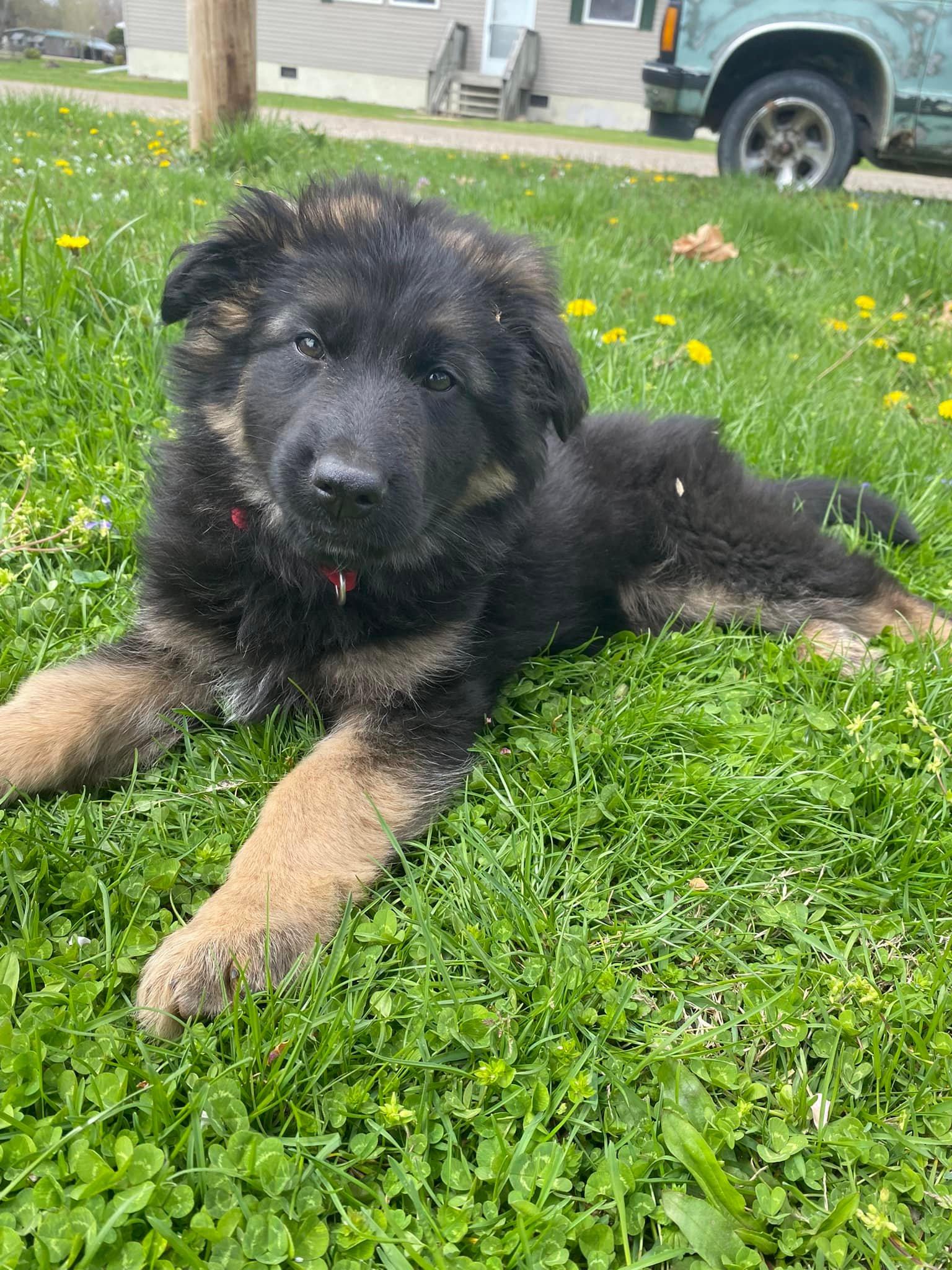 K9Phenom in Iowa | German Shepherd and Pomsky puppies | Good Dog