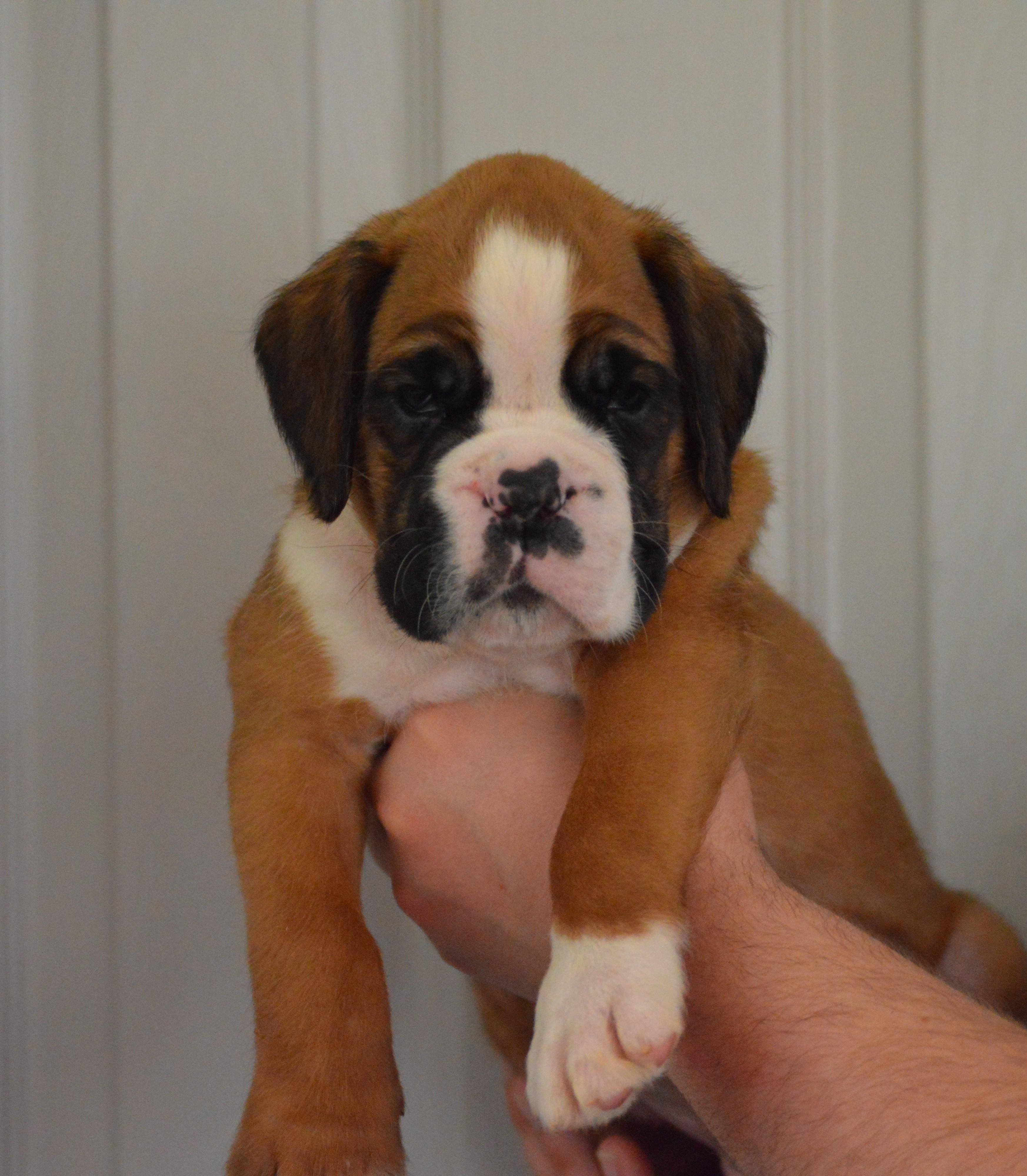 Euro Boxx Boxers in North Carolina | Boxer puppies | Good Dog