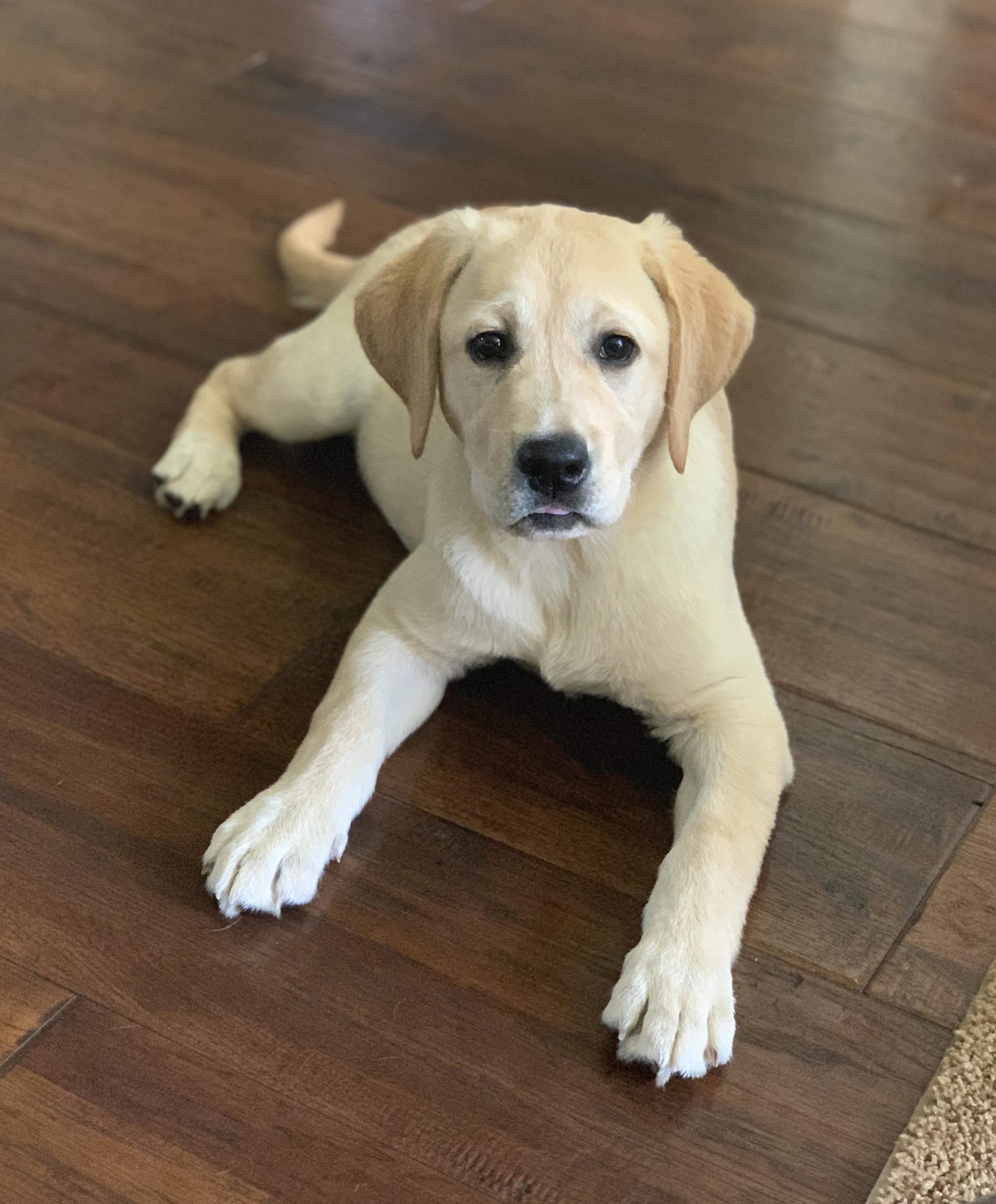 LaPoe Labradors in Michigan | Labrador Retriever puppies | Good Dog