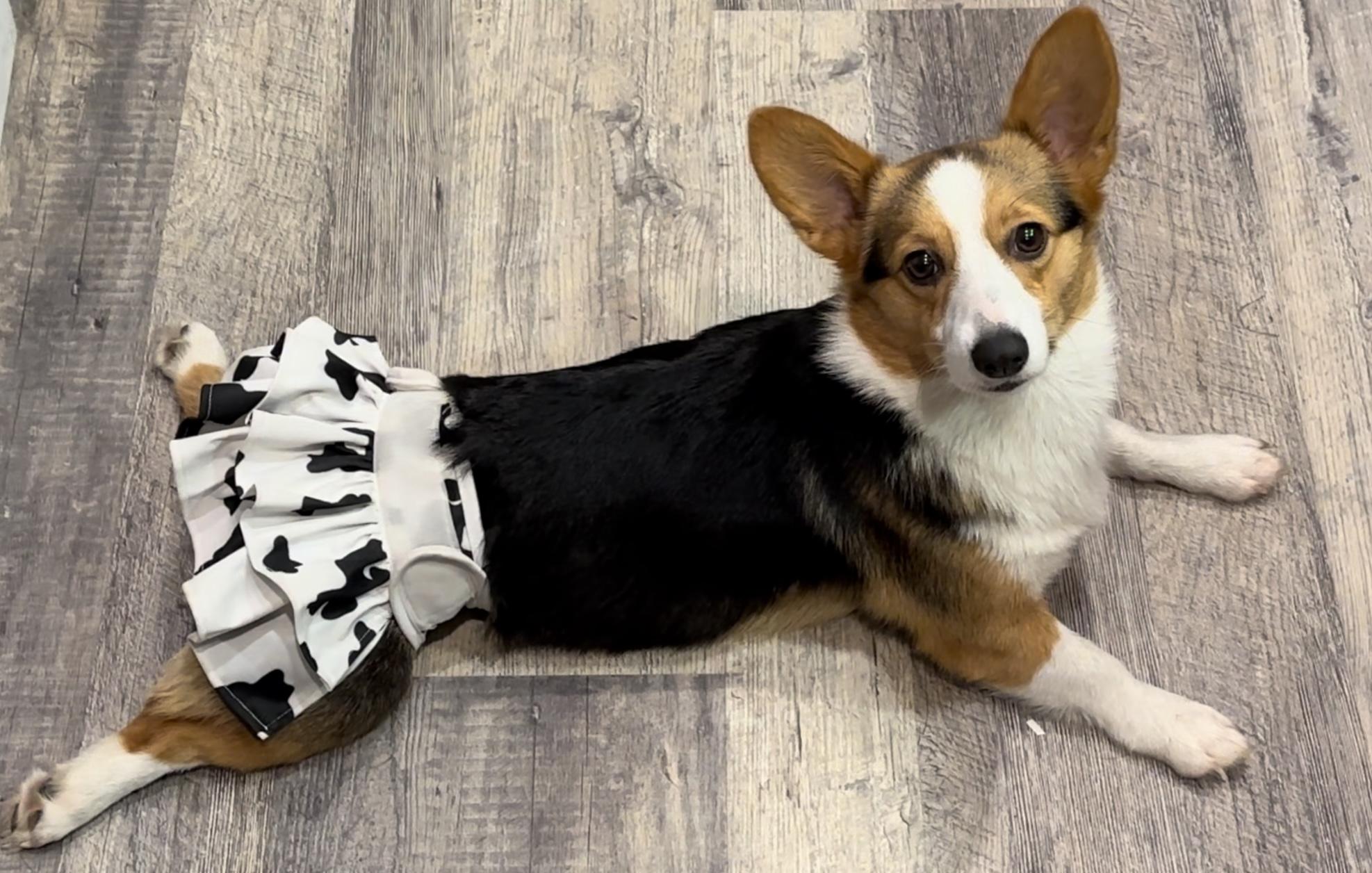 Promise Land Farm in Florida | Pembroke Welsh Corgi puppies | Good Dog