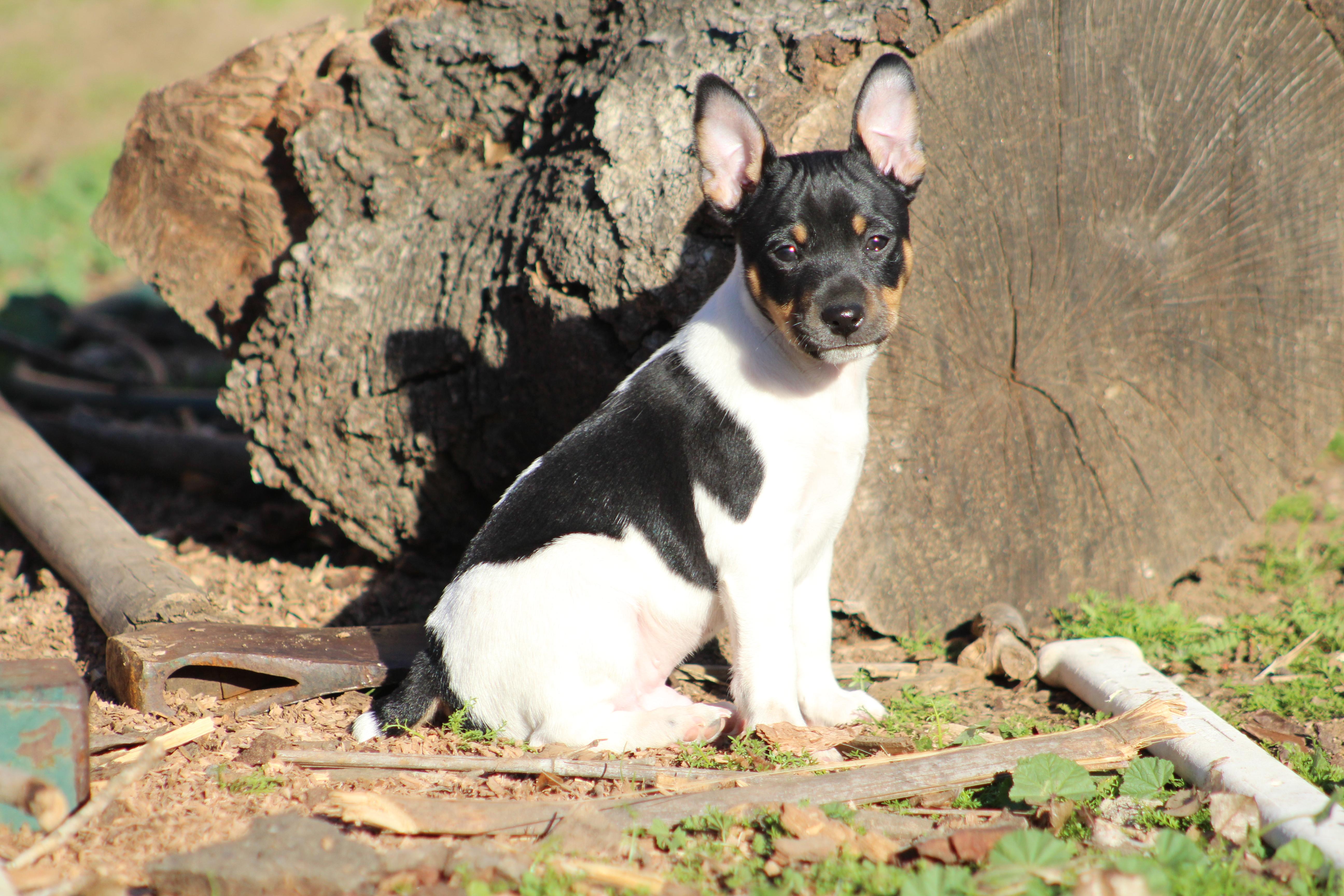 So Co Rat Terriers in California | Rat Terrier puppies | Good Dog