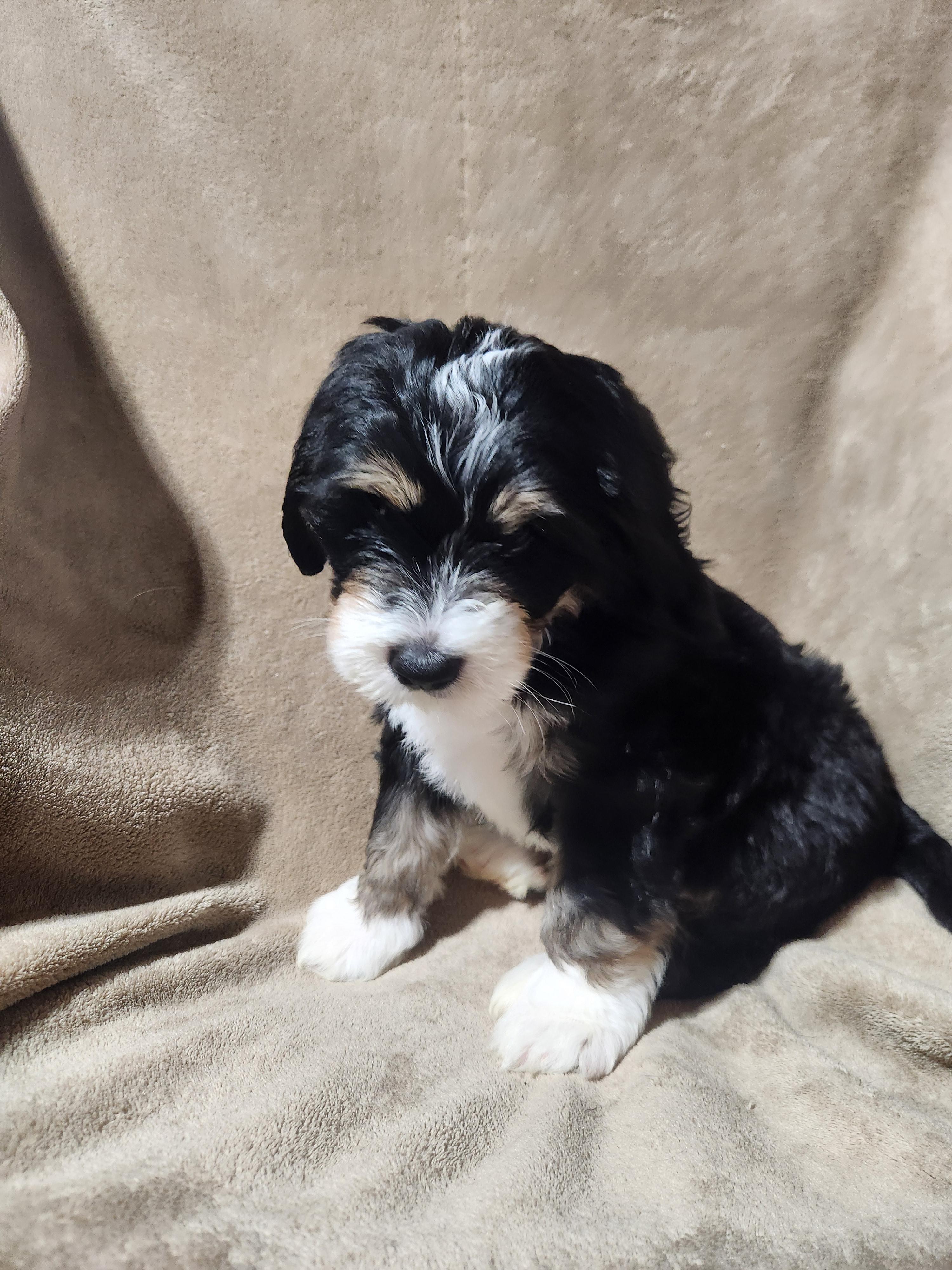 Prairie Rose Doodles in Utah | Bernedoodle puppies | Good Dog