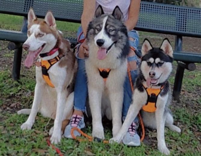 16acreshuskies in Massachusetts | Siberian Husky puppies | Good Dog