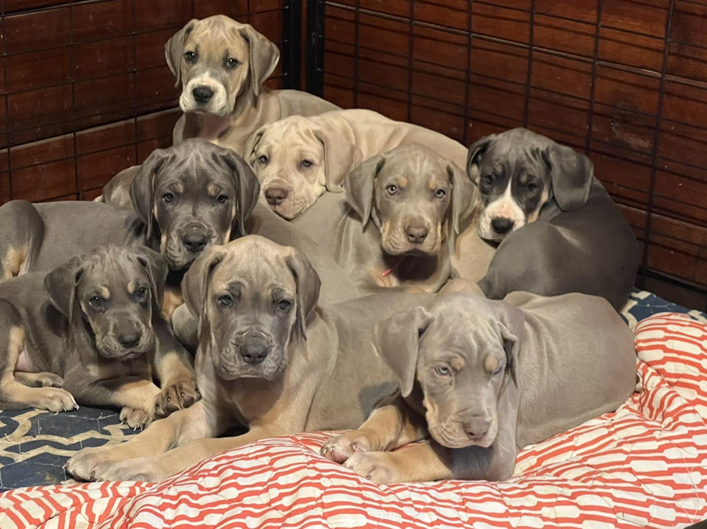 Night Magic Danes in Georgia | Great Dane puppies | Good Dog