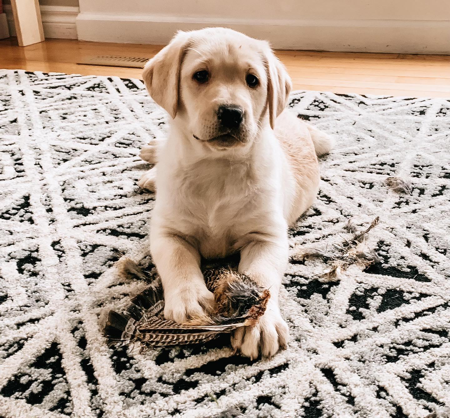 Northern Woods Labs in Maine | Labrador Retriever puppies | Good Dog
