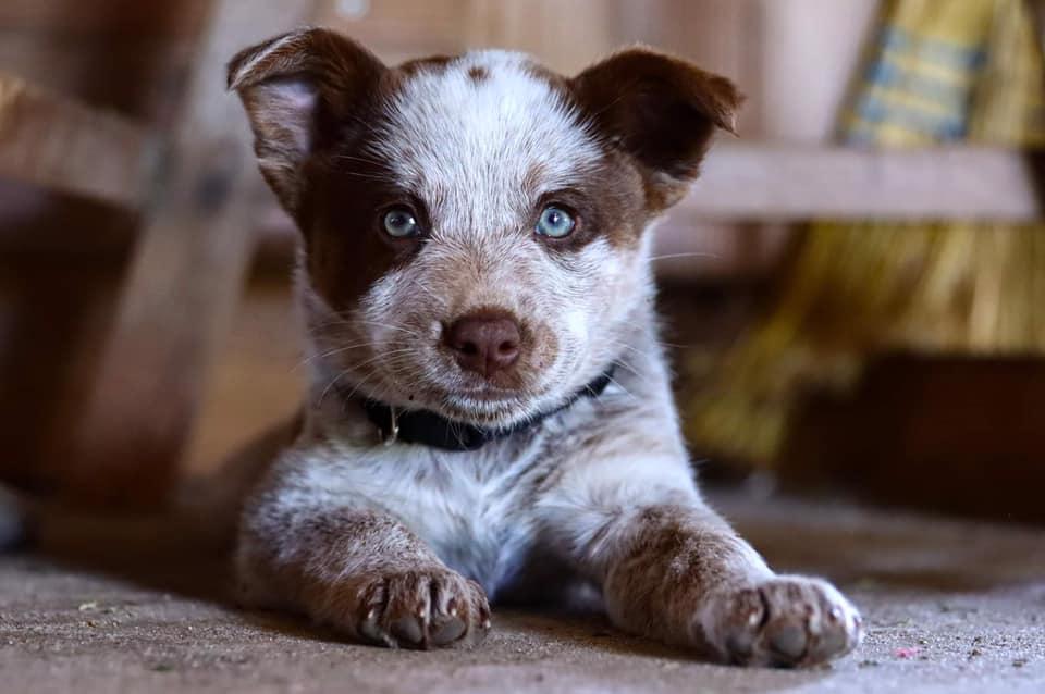 Weleski Chocolate Heelers in Minnesota | Australian Cattle Dog puppies ...