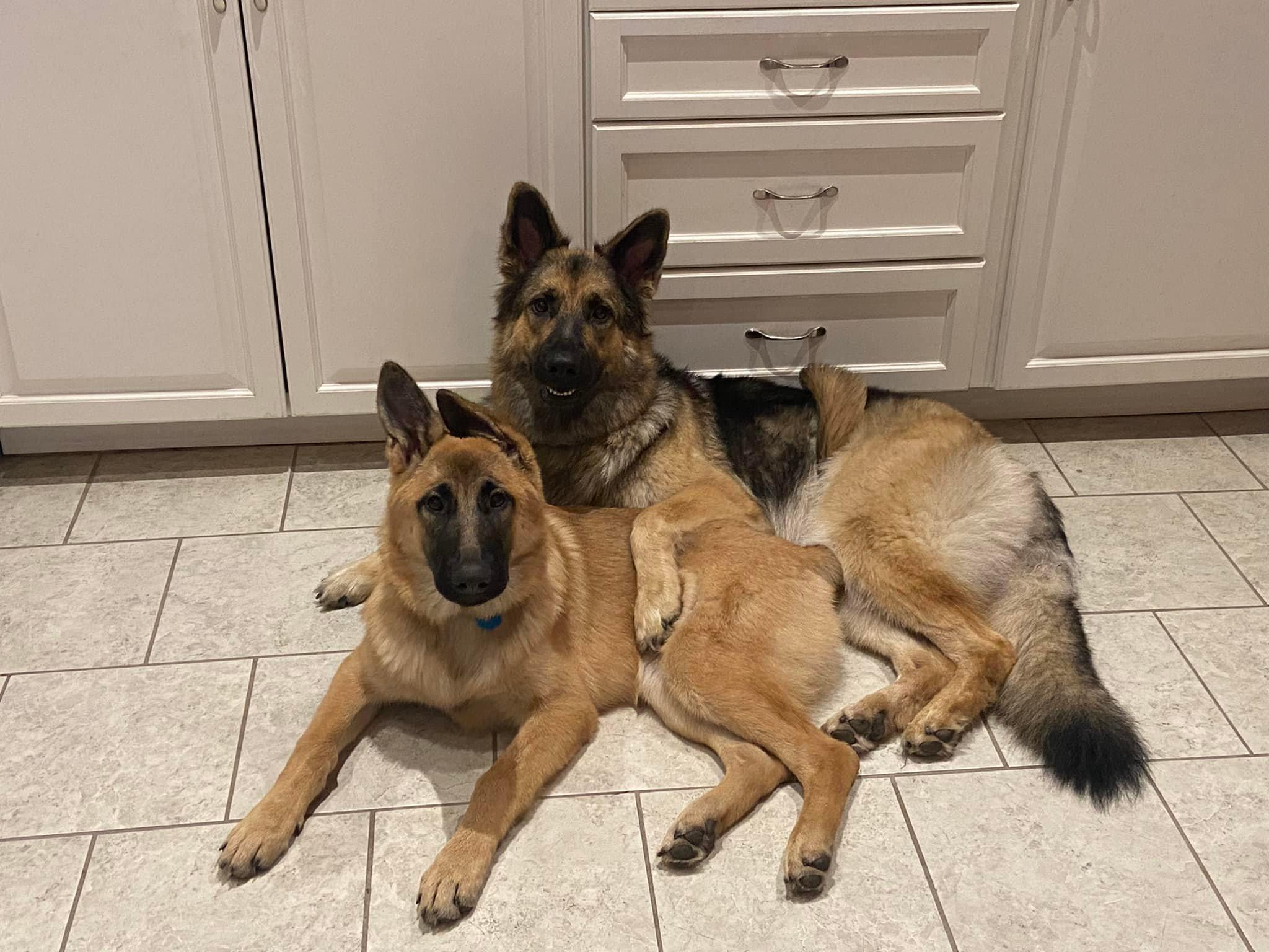 Southern Shepherds in Florida | German Shepherd puppies | Good Dog