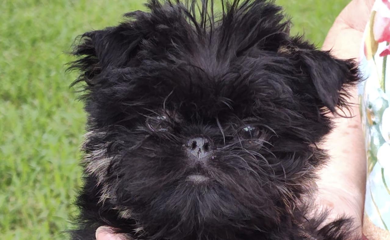 Raglyn's Affenpinschers in Florida | Affenpinscher puppies | Good Dog