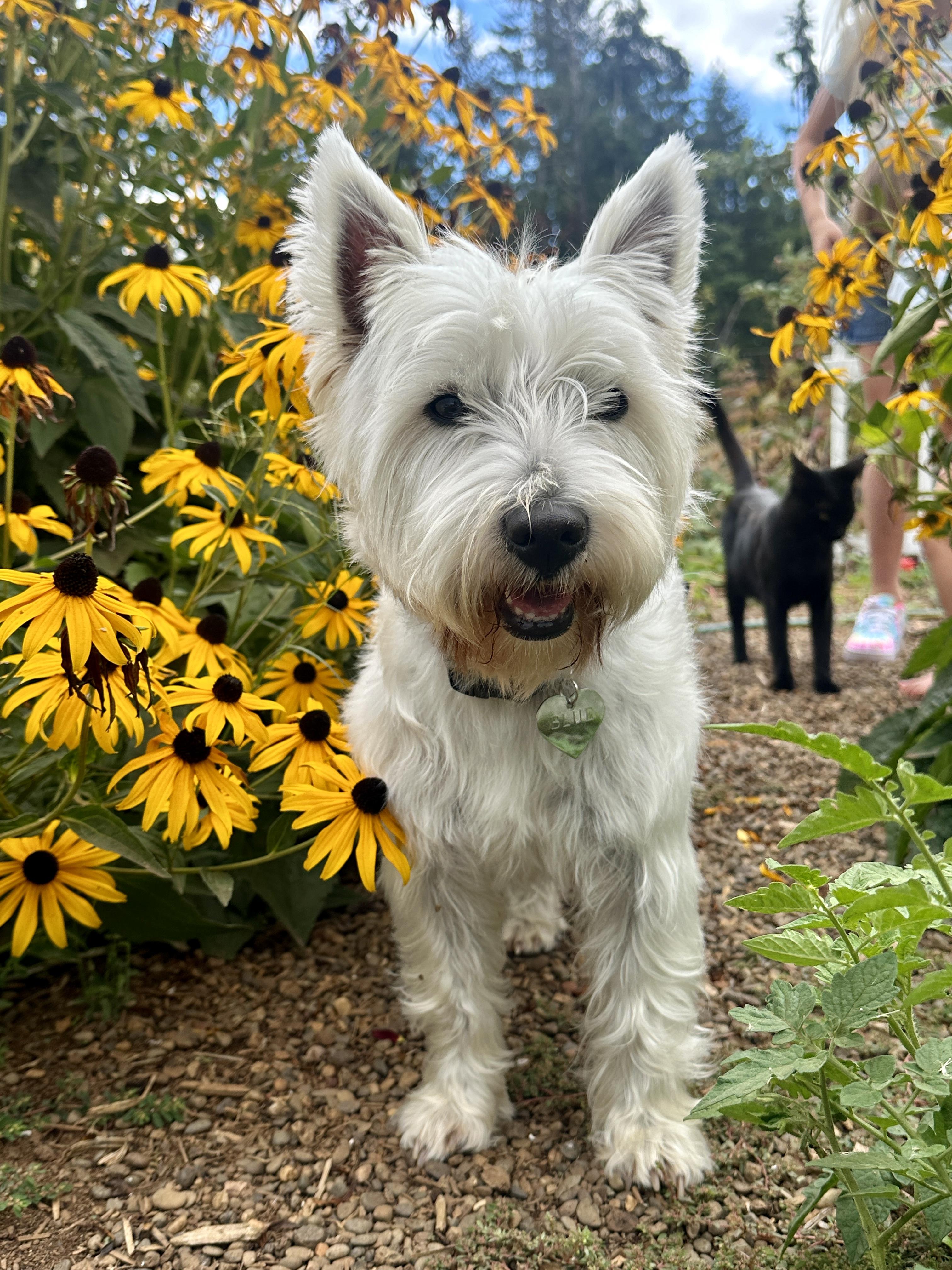 Emily's West Highland White Terriers in Oregon | West Highland White ...