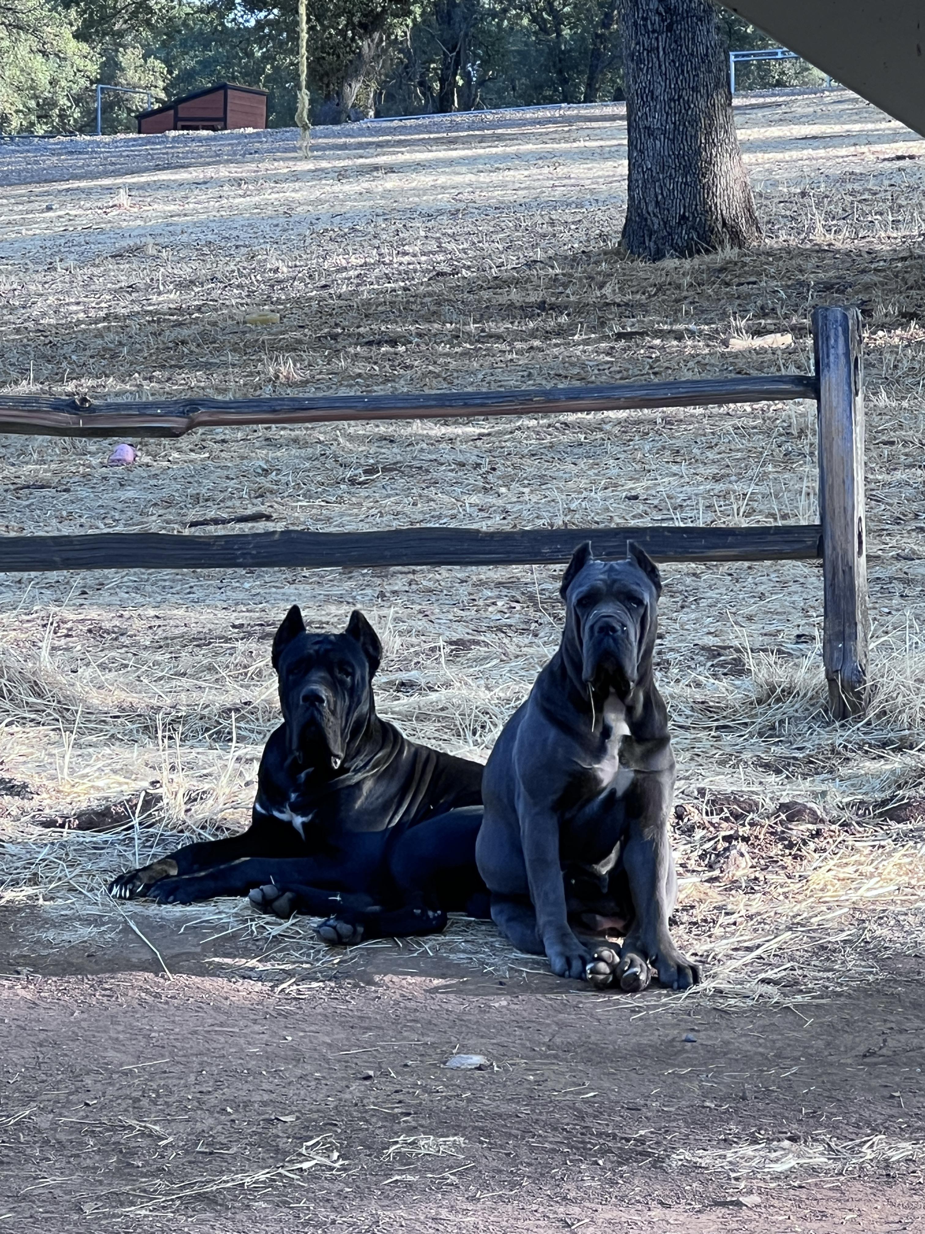 The Dorado Ranch in California | Cane Corso puppies | Good Dog