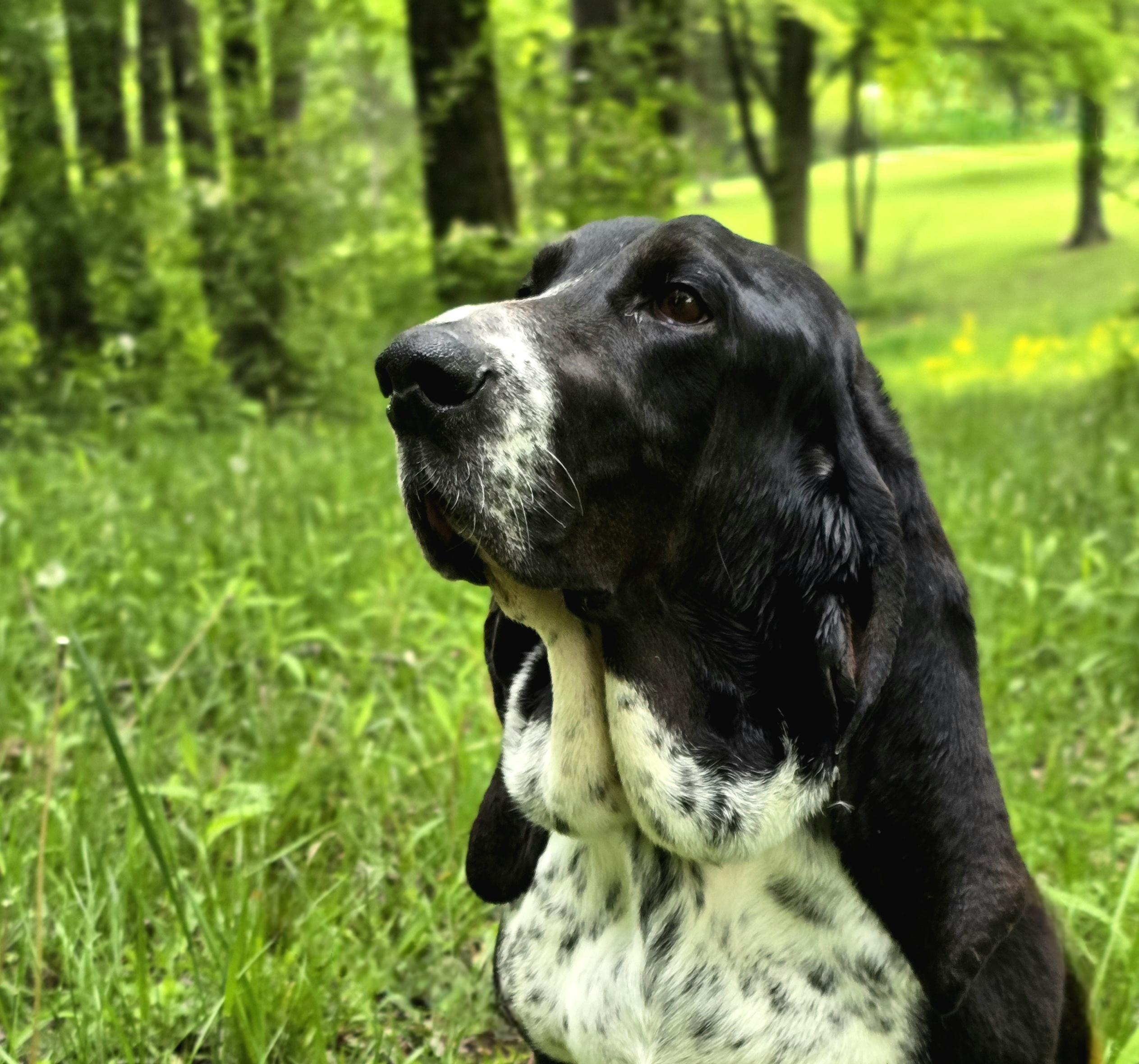 Lady Mae Bassets in Ohio | Basset Hound puppies | Good Dog