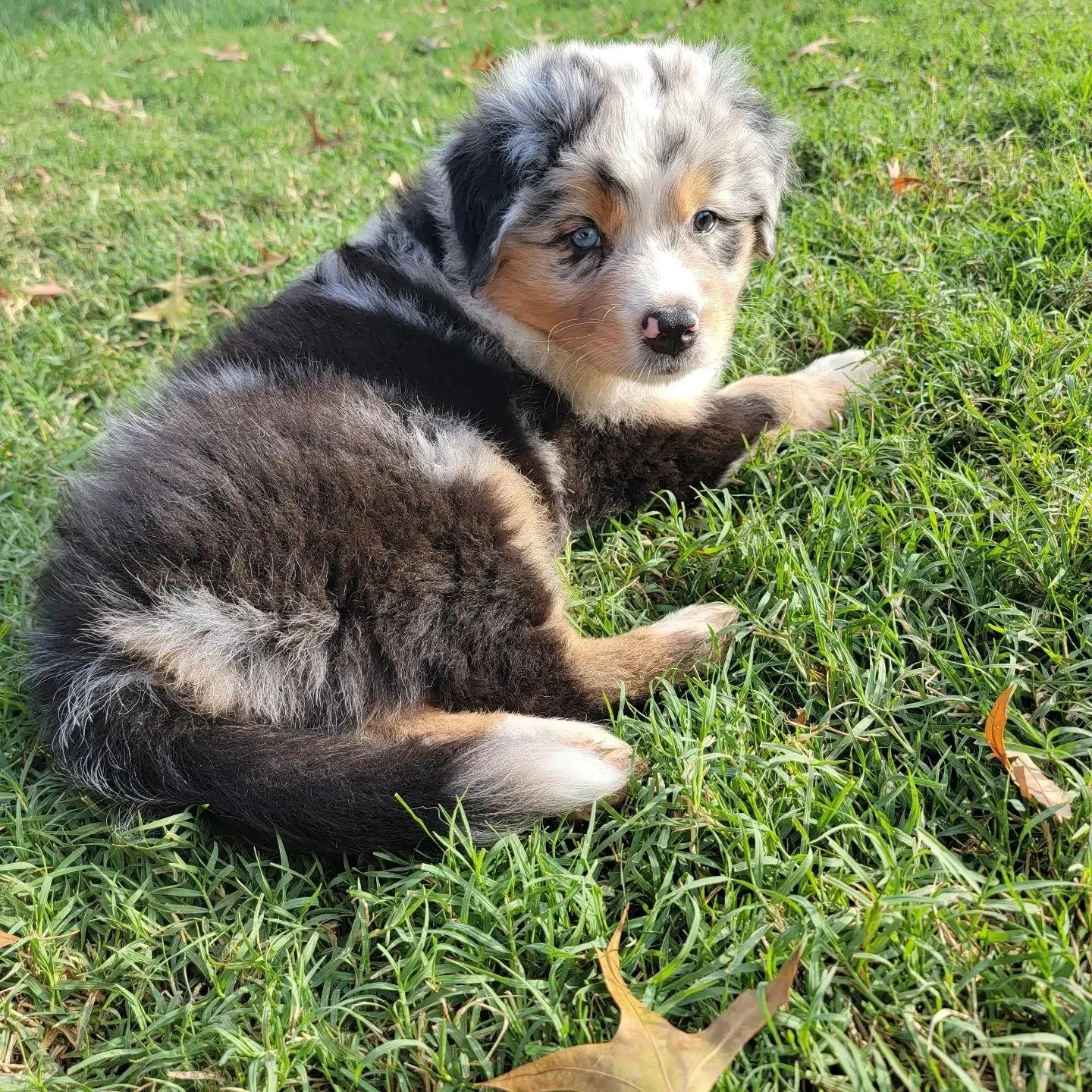 SMartAuss Farm Australian Shepherds in California | Australian Shepherd ...