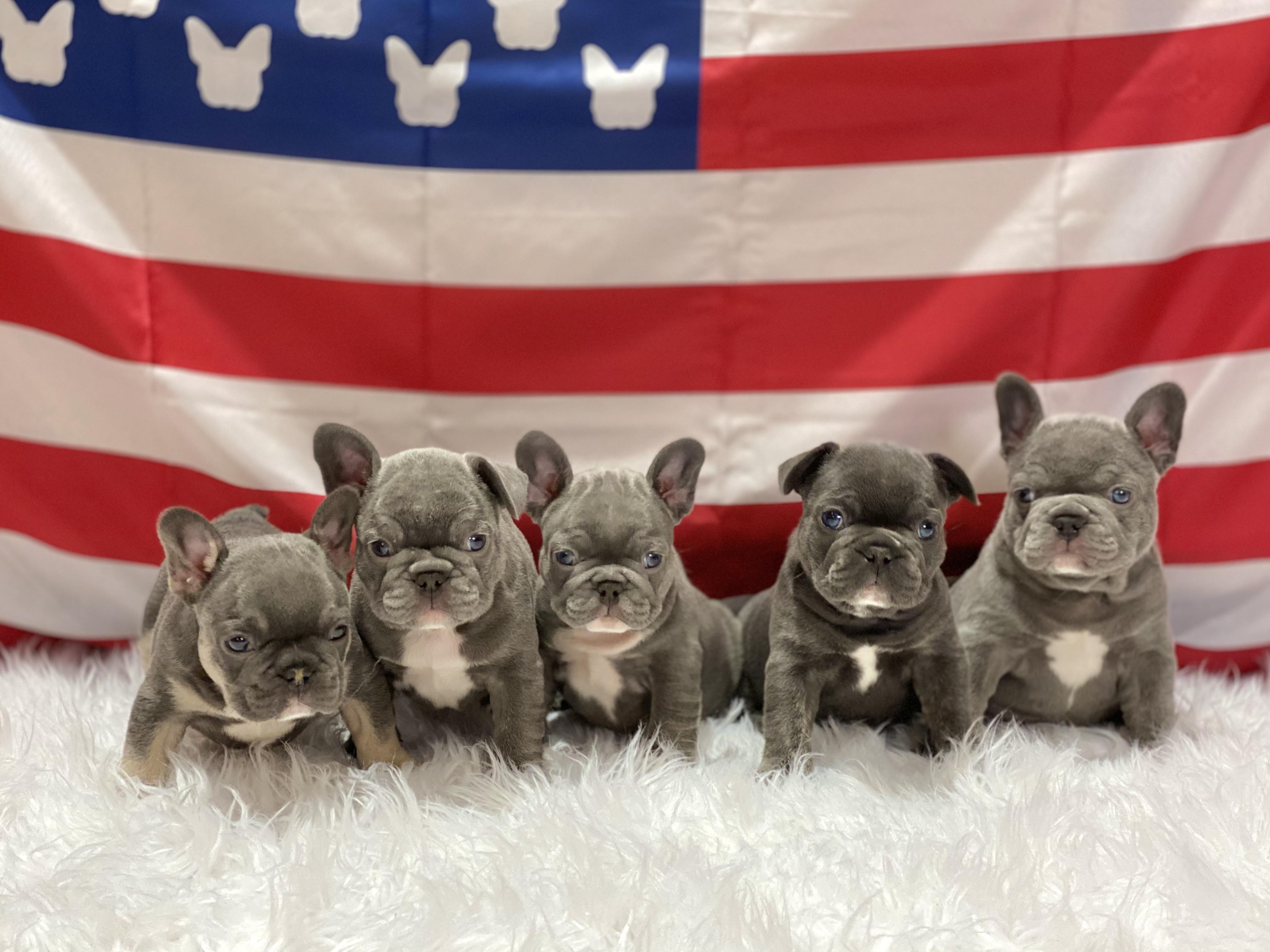 California Dream Frenchies in California | French Bulldog puppies ...