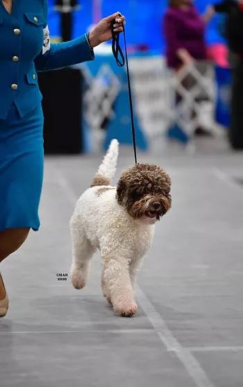 Boardwalk Water Dogs in Alabama | Lagotto Romagnolo and Portuguese ...