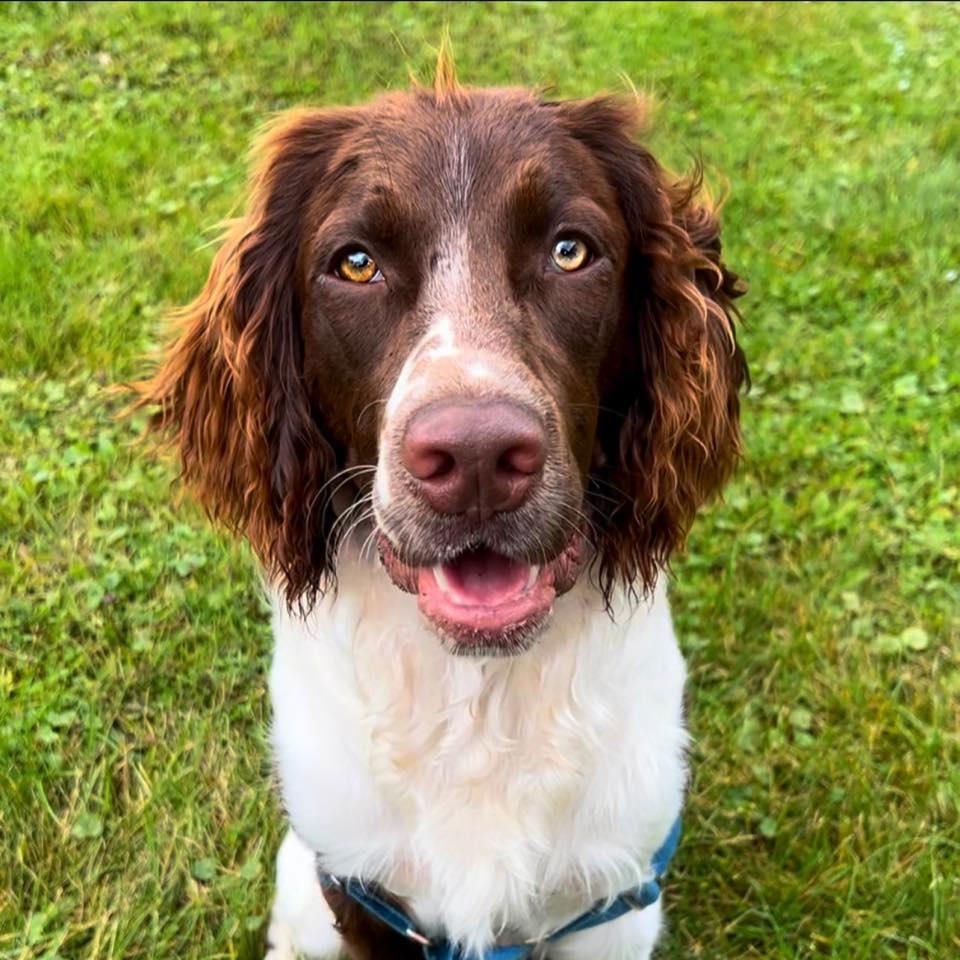 Silly Goose Springers in North Carolina | English Springer Spaniel ...