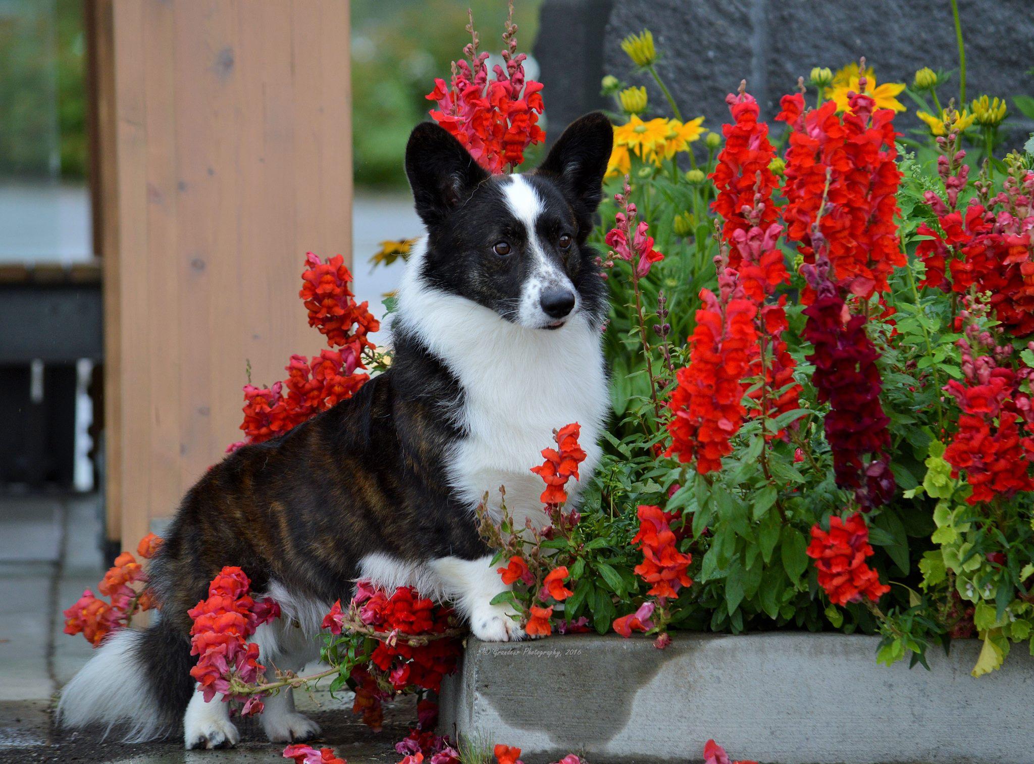 Grandiose Cardigan Welsh Corgis in Alaska | Cardigan Welsh Corgi ...