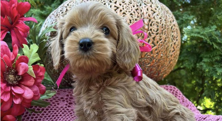 Wendy’s Cavapoos in Pennsylvania | Cavapoo puppies | Good Dog