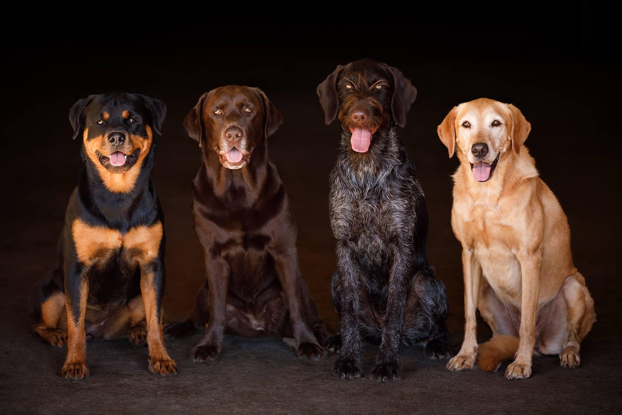 Kay Mathias' German Wirehaired Pointers and Rottweilers in Minnesota ...
